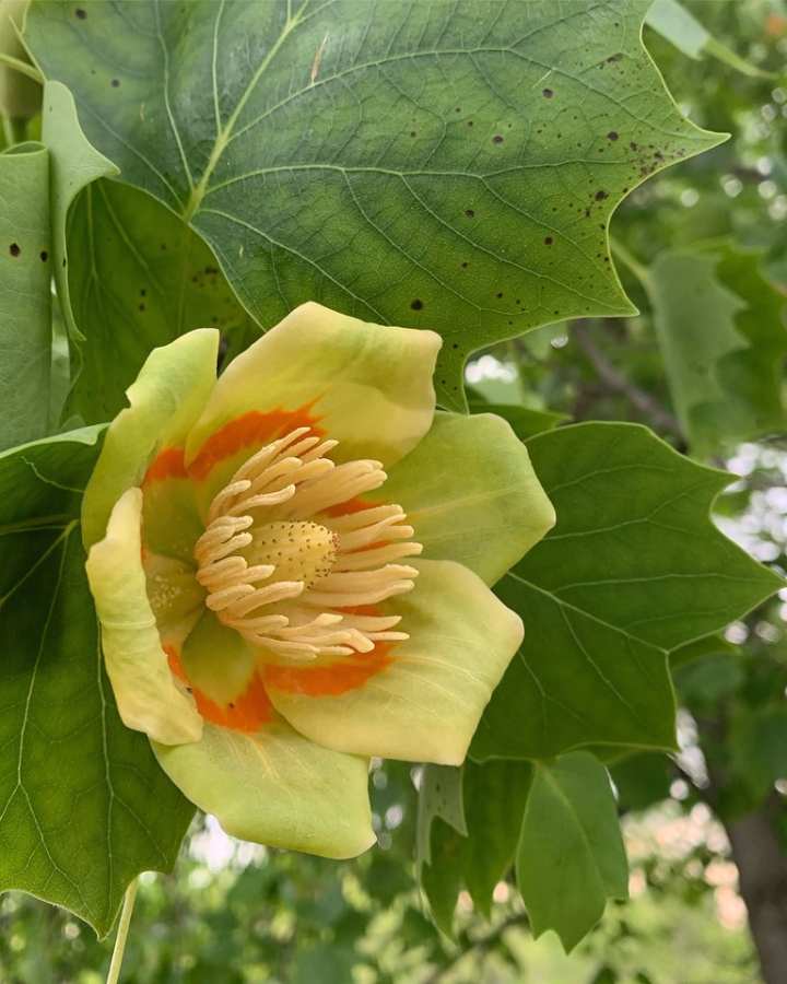 Tulip Poplar | MSD